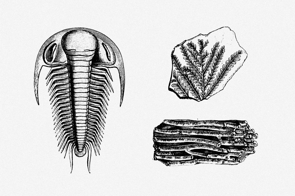 Fossils Vector Illustrations Set: download free graphics Fossils Vector Illustrations Set: download free graphics