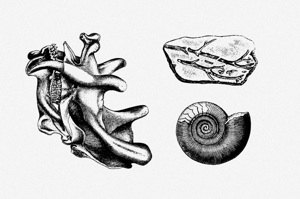 Fossils Vector Illustrations Set: download free graphics