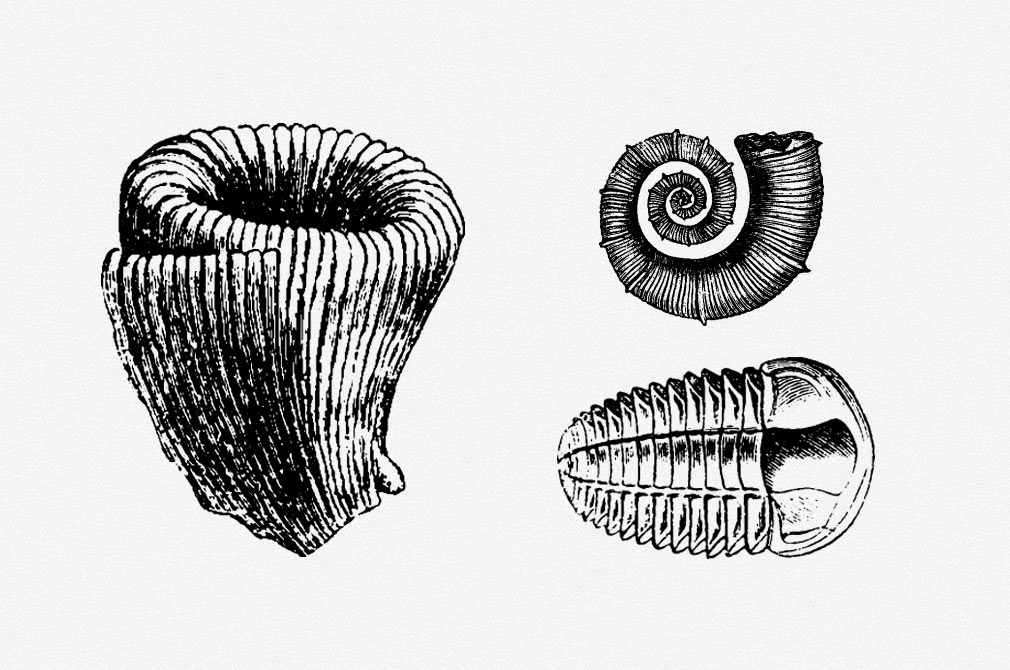 Fossils Vector Illustrations Set: download free graphics Fossils Vector Illustrations Set: download free graphics
