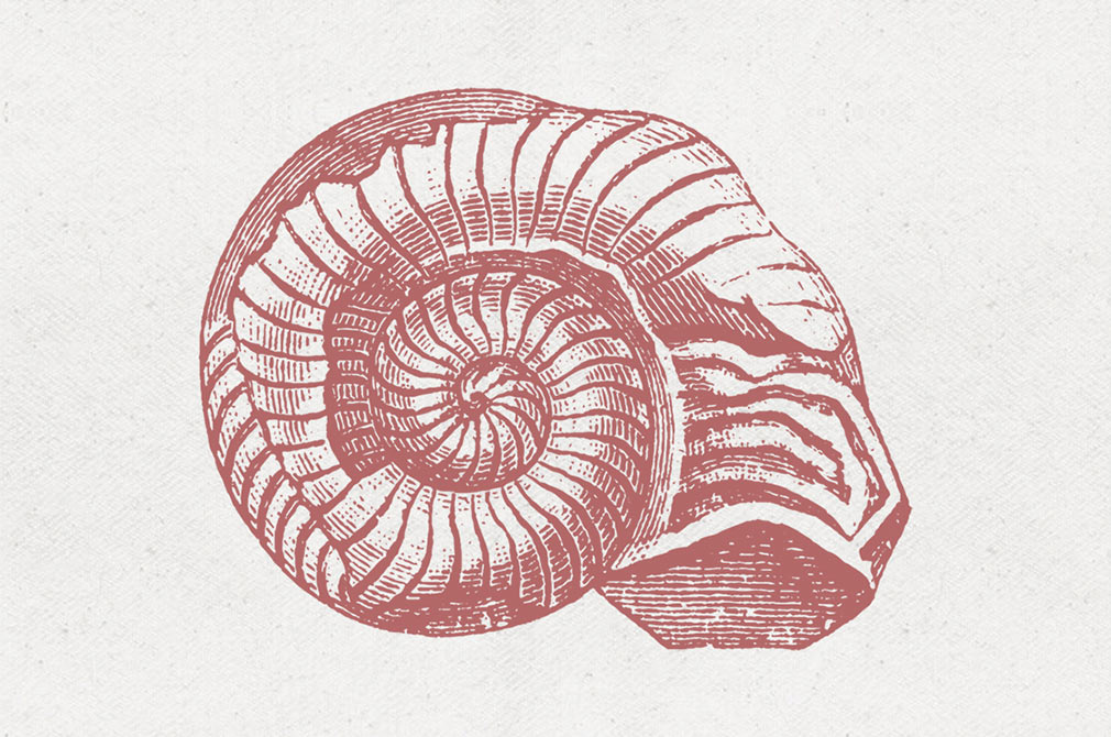 Fossils Vector Illustrations Set: download free graphics Fossils Vector Illustrations Set: download free graphics