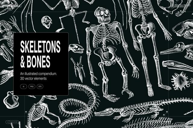 Skeletons & Bones Vector Set