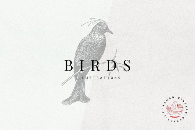 Birds Illustrations
